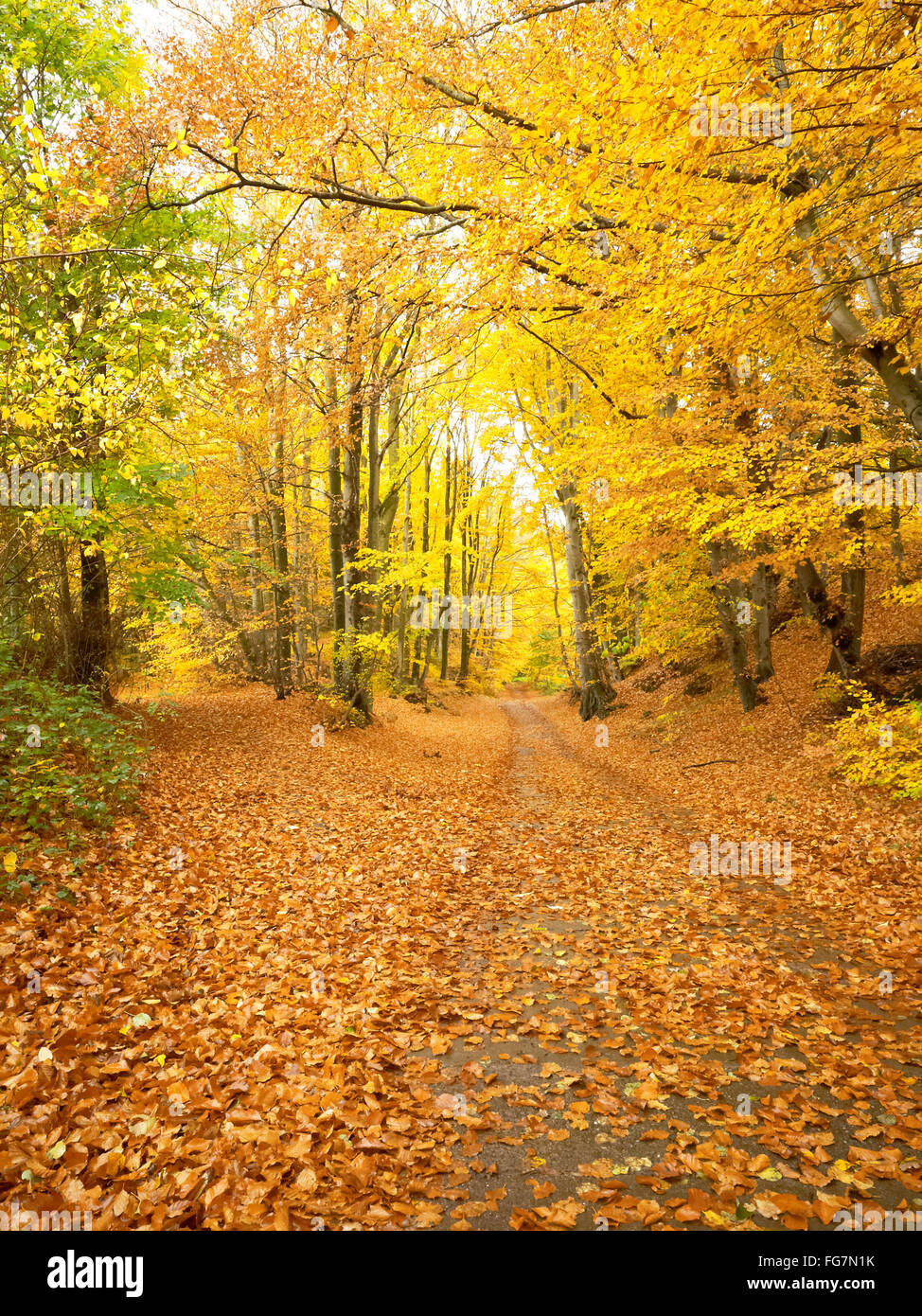 autumn on ruegen Stock Photo - Alamy