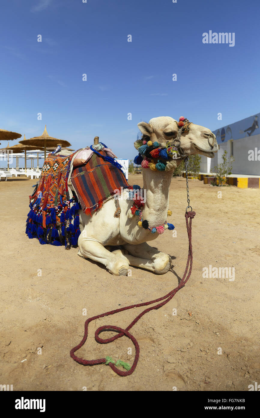 Funny camel hi-res stock photography and images - Alamy