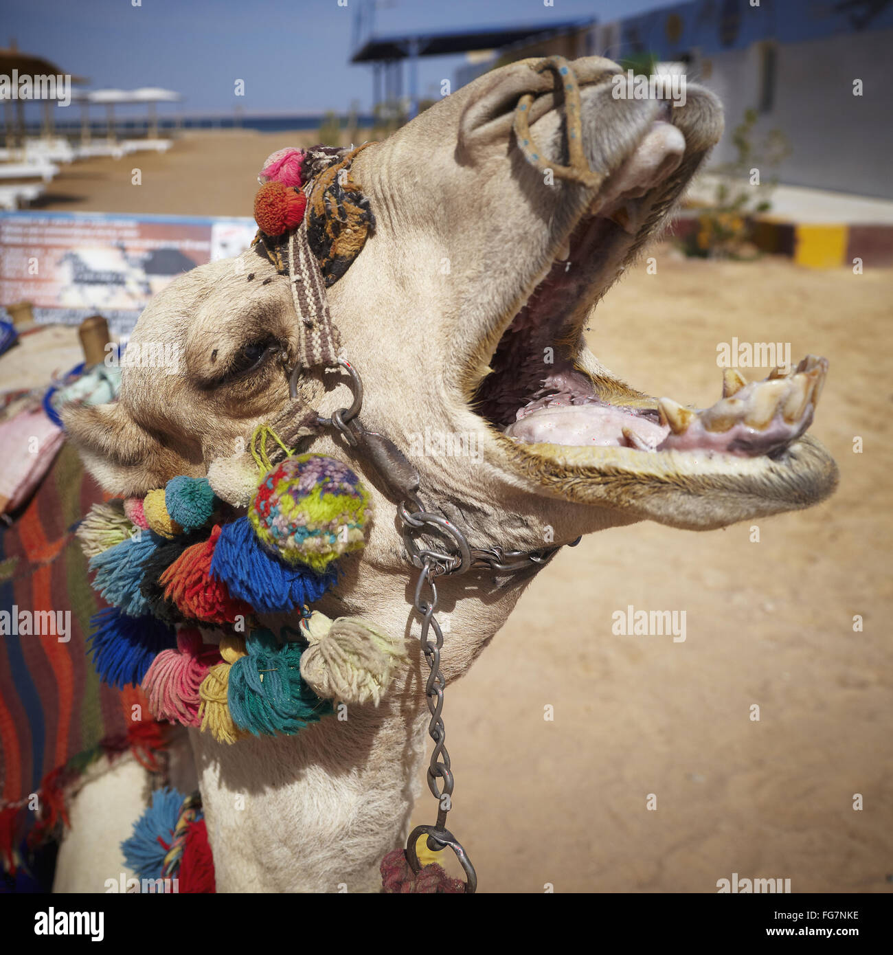 Funny camel hi-res stock photography and images - Alamy