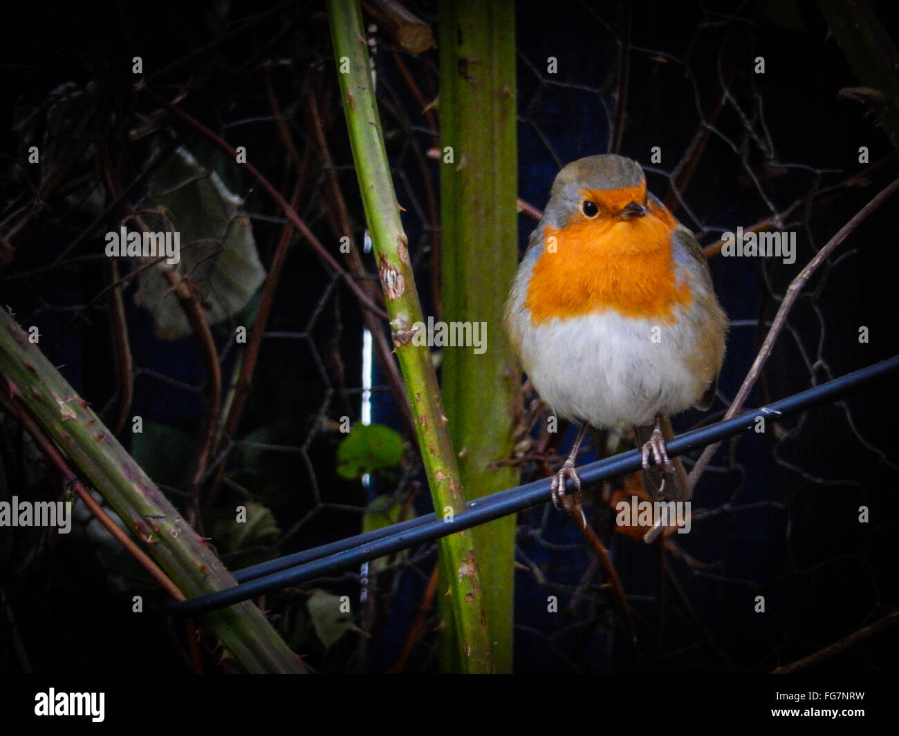 Animal in night hi-res stock photography and images - Alamy