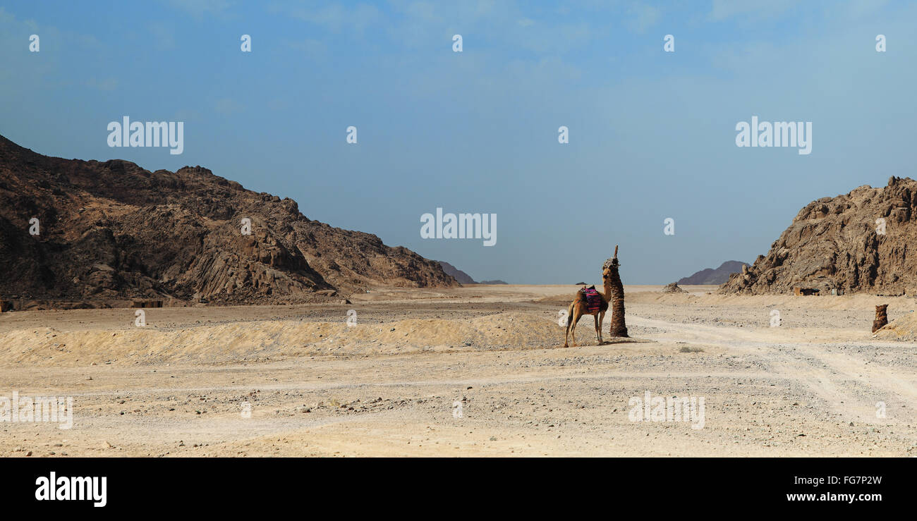 Beduin hi-res stock photography and images - Alamy