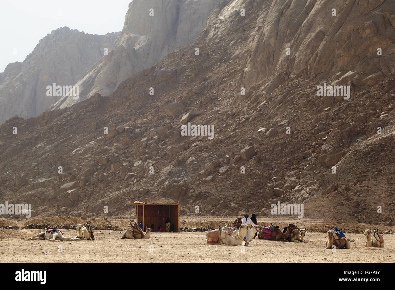 Beduin hi-res stock photography and images - Alamy