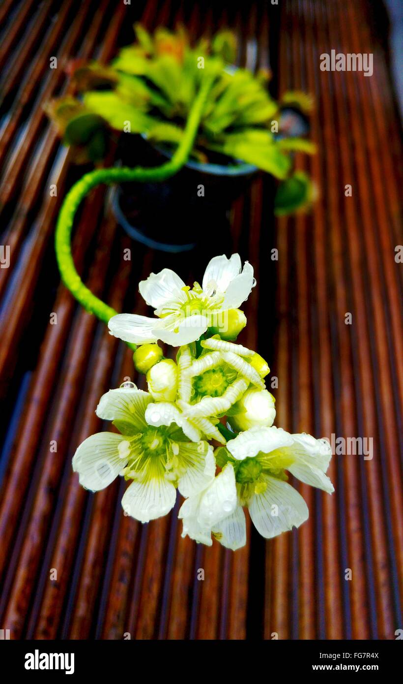 Venus flytrap blooming hi-res stock photography and images - Alamy