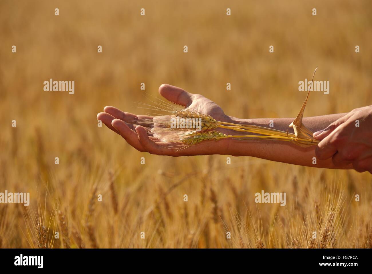 hand in wheat field Stock Photo - Alamy
