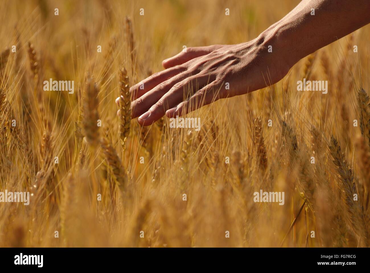 hand in wheat field Stock Photo - Alamy
