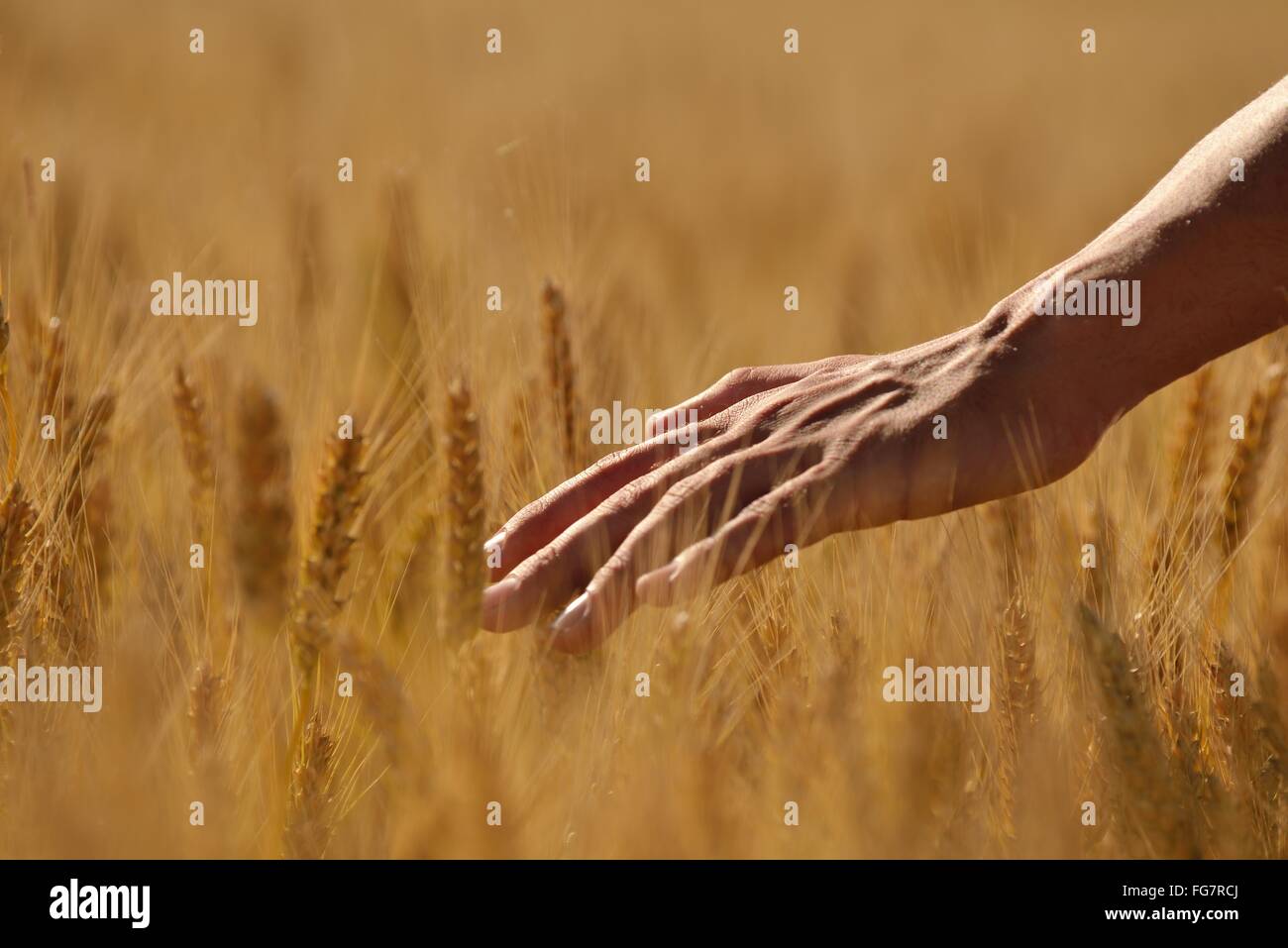 hand in wheat field Stock Photo - Alamy