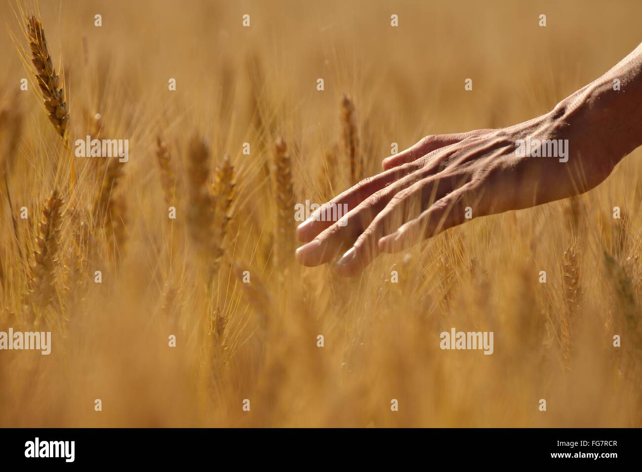 hand in wheat field Stock Photo - Alamy