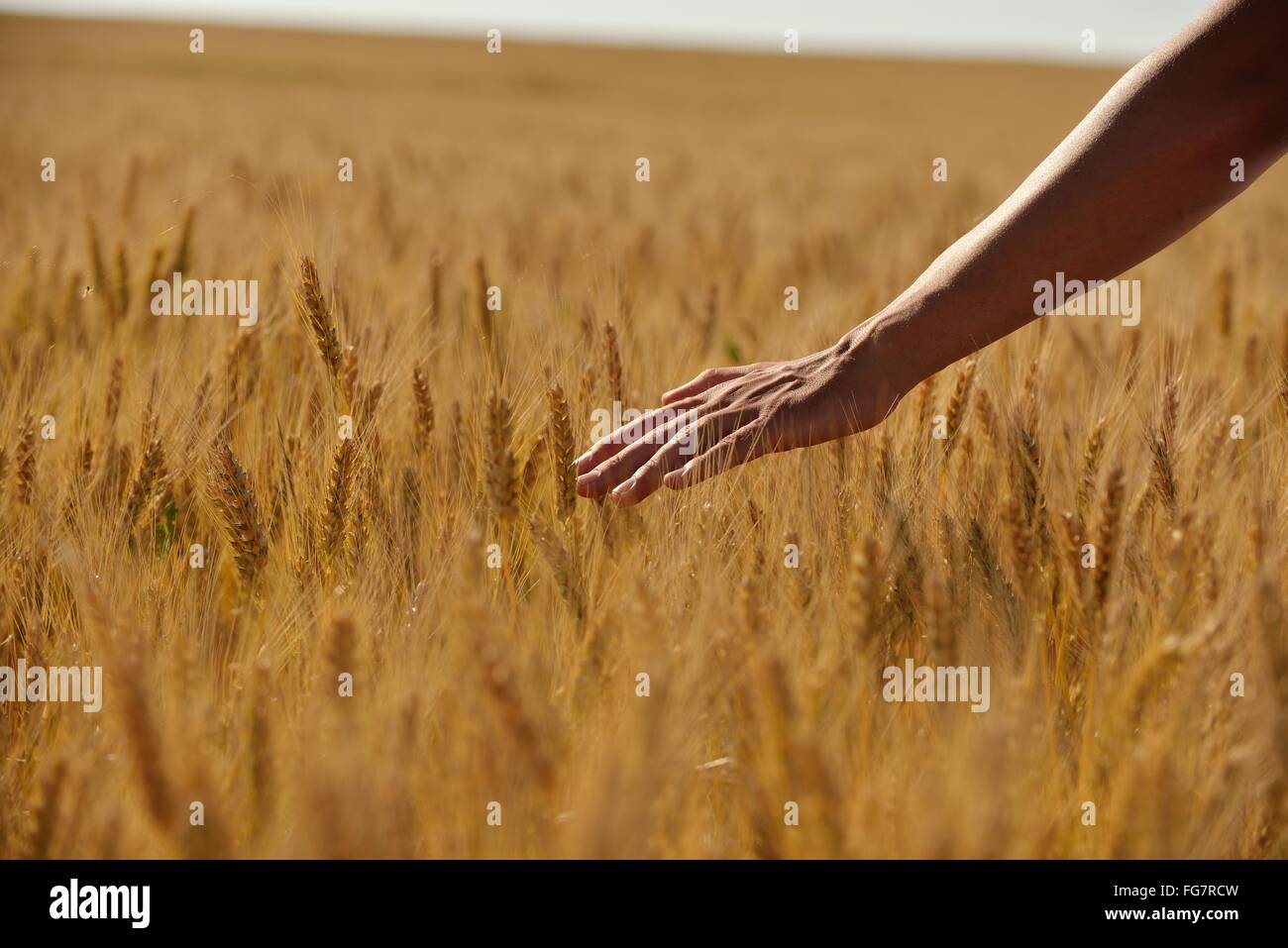 hand in wheat field Stock Photo - Alamy