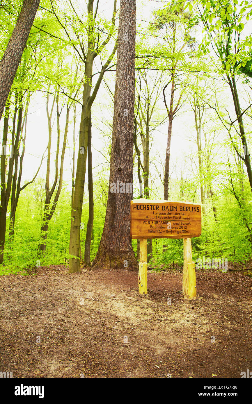 Berlin highest tree Stock Photo - Alamy