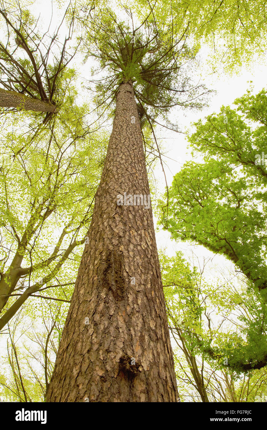 Berlin highest tree Stock Photo - Alamy