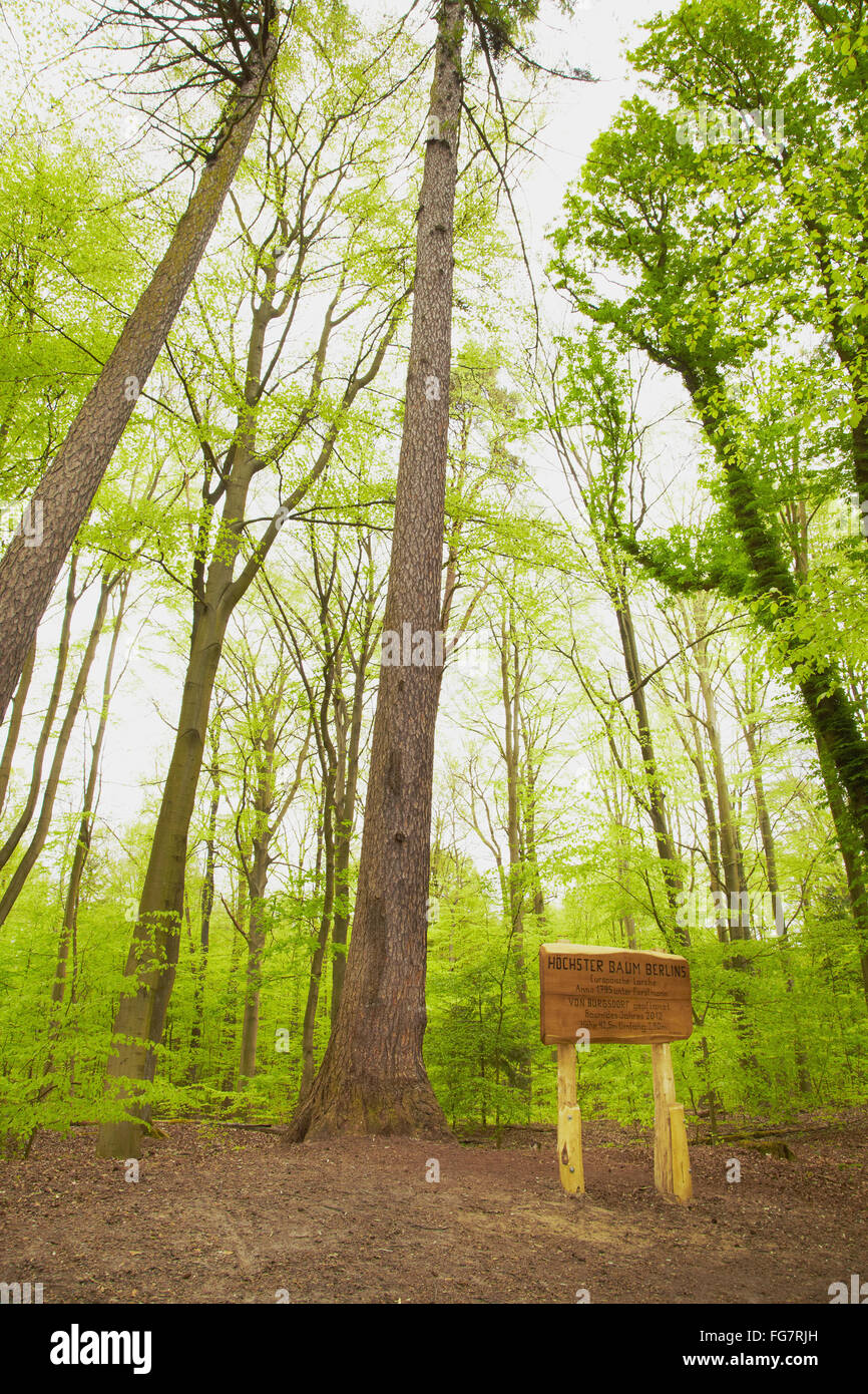 Berlin highest tree Stock Photo - Alamy