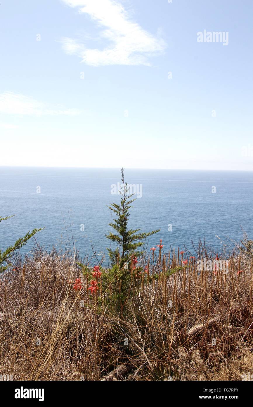 Plant growing in the cliff hi-res stock photography and images - Alamy