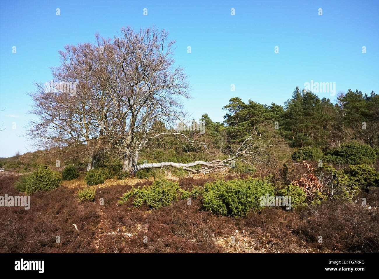 Feuersteinfelder hi-res stock photography and images - Alamy
