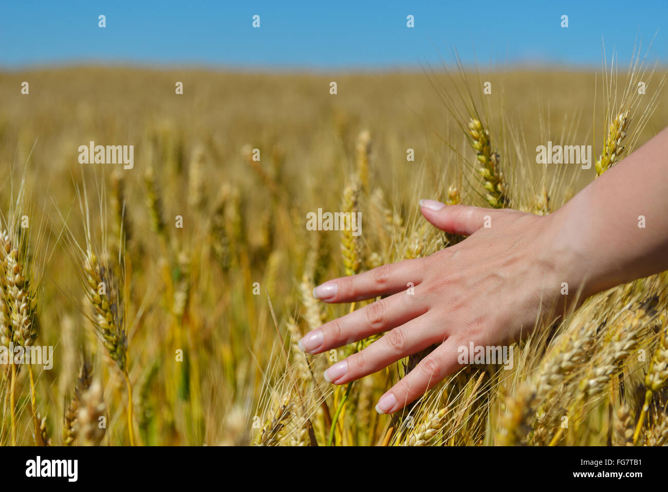 hand in wheat field Stock Photo - Alamy