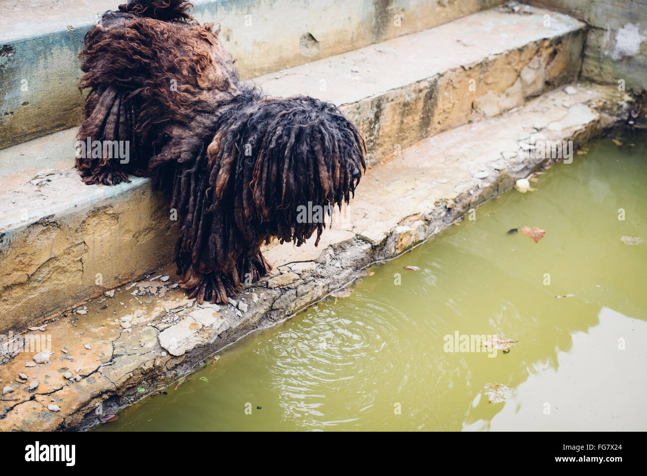 Black puli dog standing on steps of abandoned pool Stock Photo - Alamy