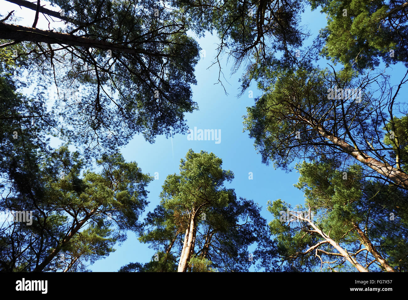 Road tree tops hi-res stock photography and images - Alamy