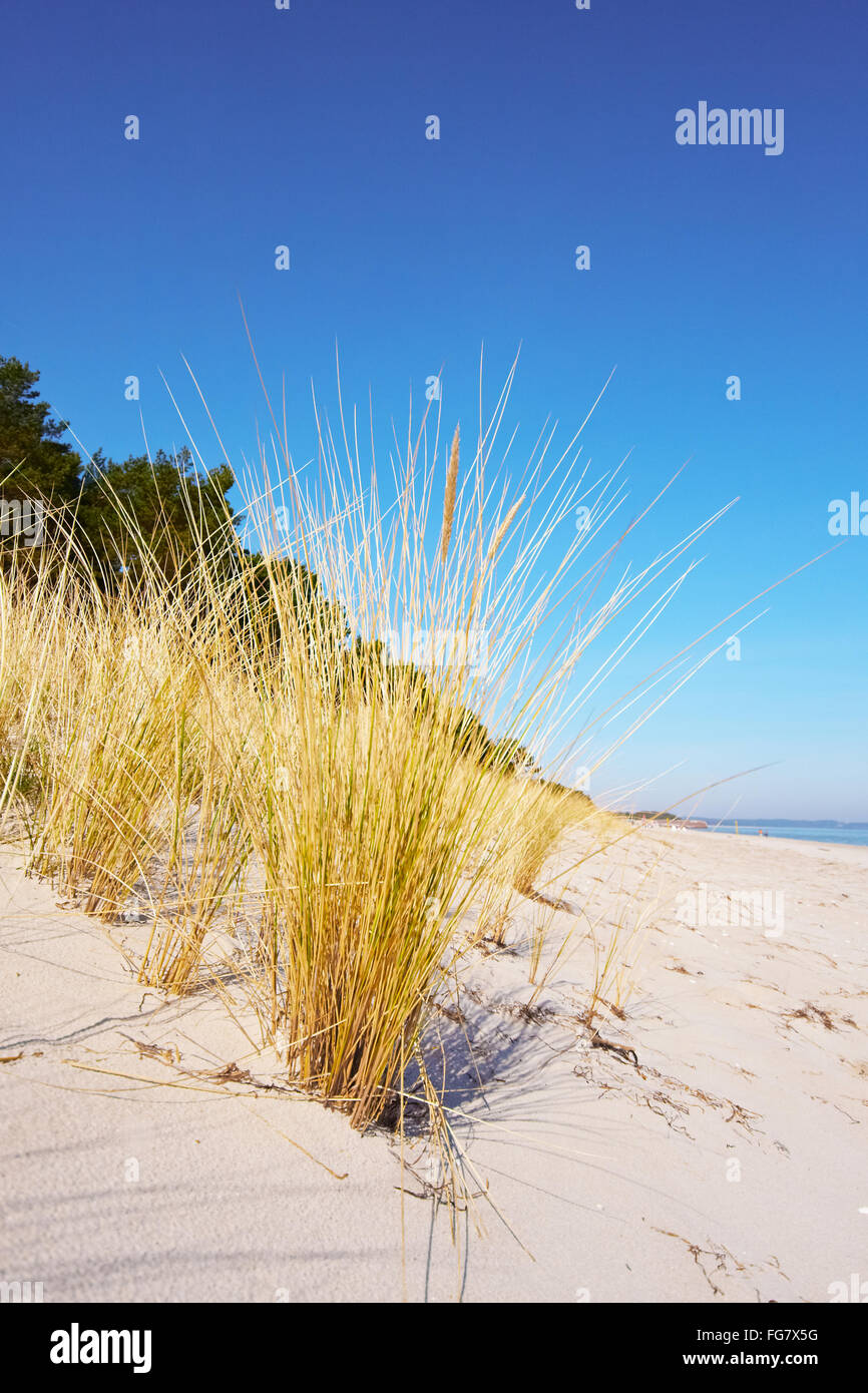 Reed grass on the beach Stock Photo - Alamy