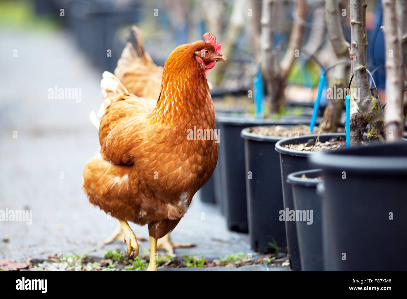 Domestic yard hi-res stock photography and images - Alamy