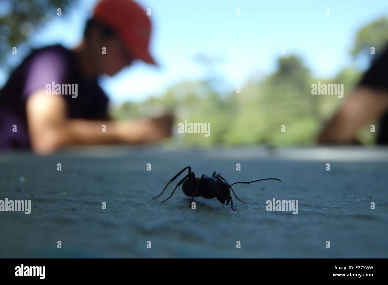 Ant_man hi-res stock photography and images - Alamy