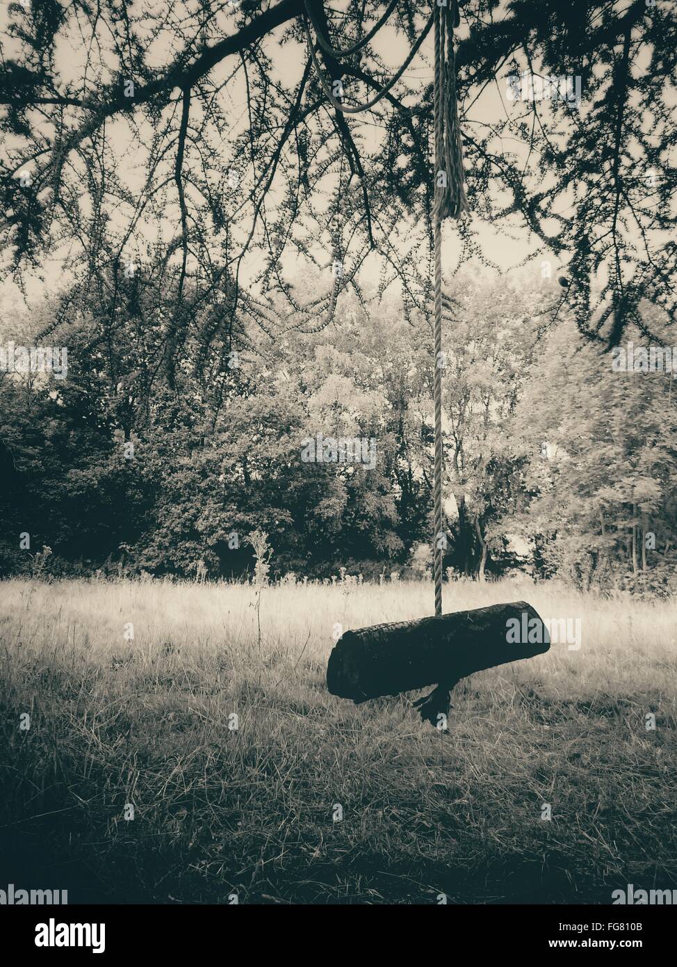 Swing from tree to tree hi-res stock photography and images - Alamy