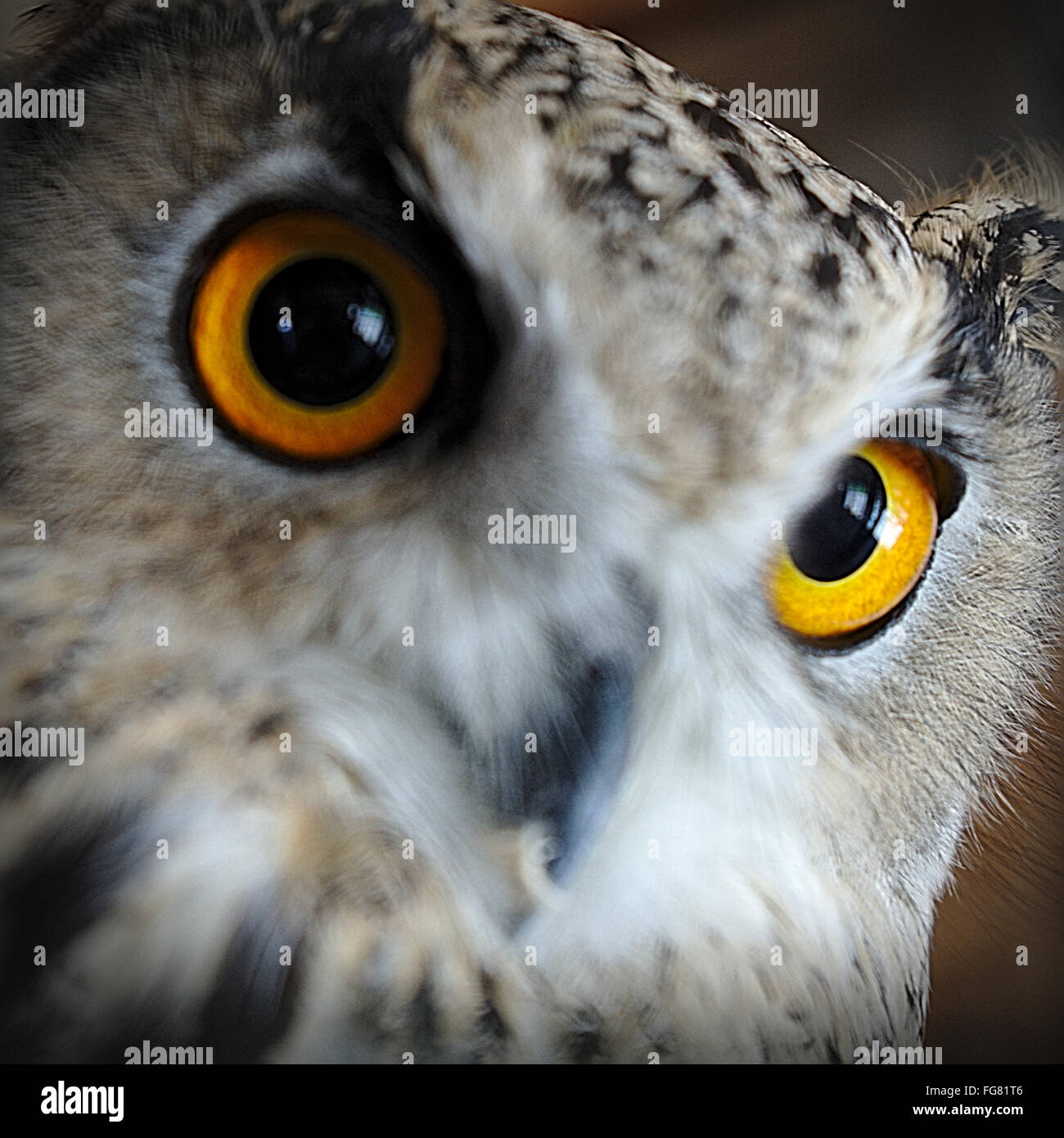 Owl Body High Resolution Stock Photography and Images - Alamy