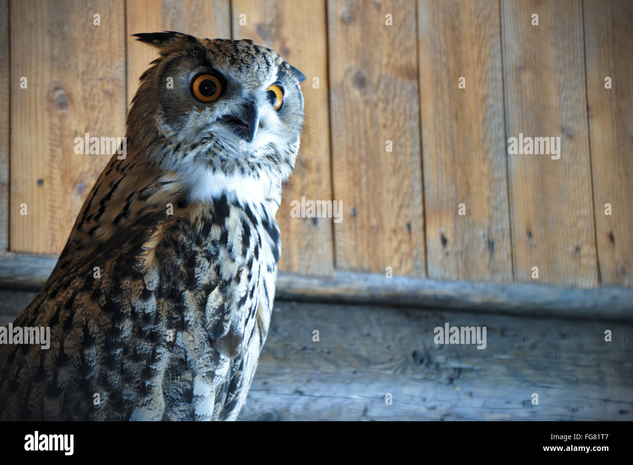 Owl house hi-res stock photography and images - Alamy