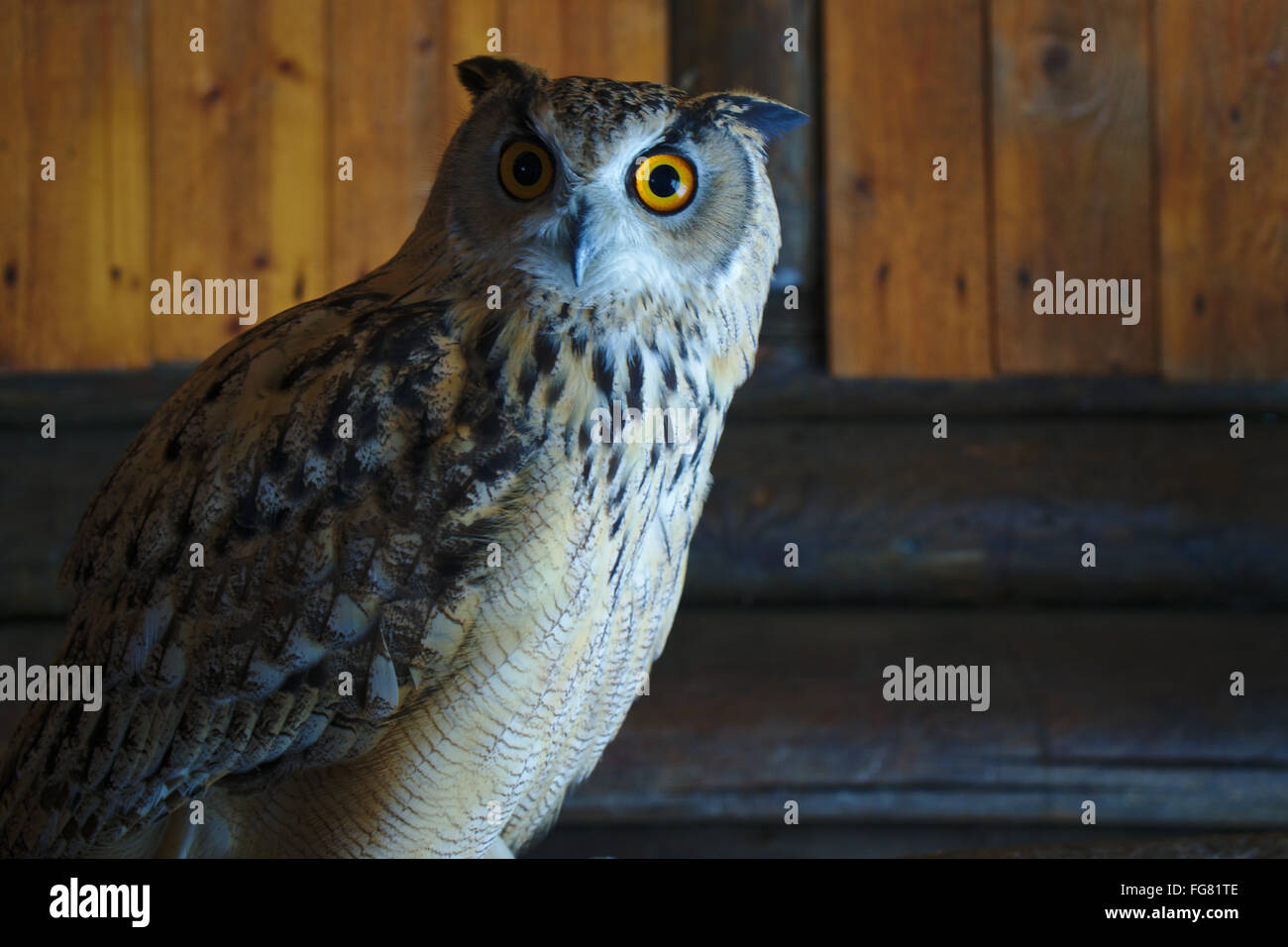 Owl house hi-res stock photography and images - Alamy