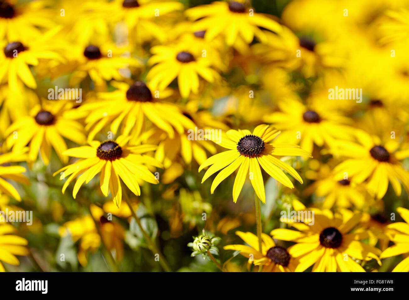 Rudbeckia fulgida korbblutler asteraceae hi-res stock photography and ...