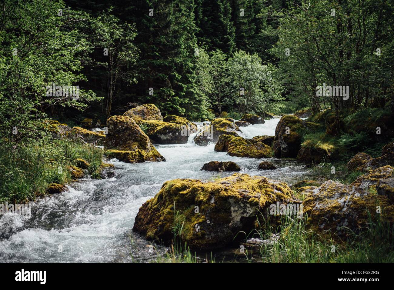 Water rocks river forest hi-res stock photography and images - Alamy