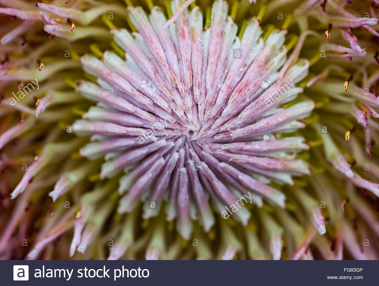 Proteas Stock Photos & Proteas Stock Images - Alamy