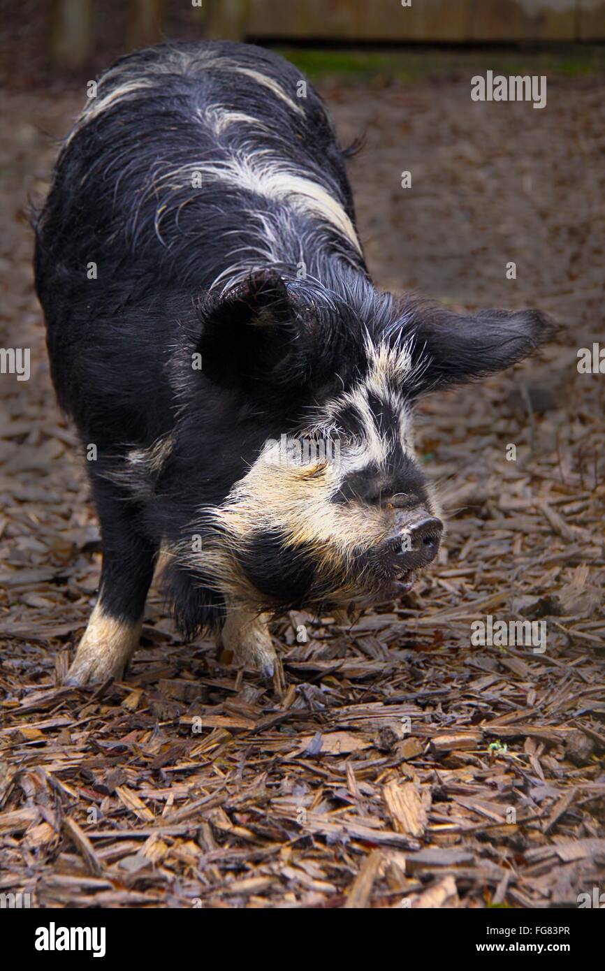 Wild Pig New Zealand High Resolution Stock Photography and Images - Alamy