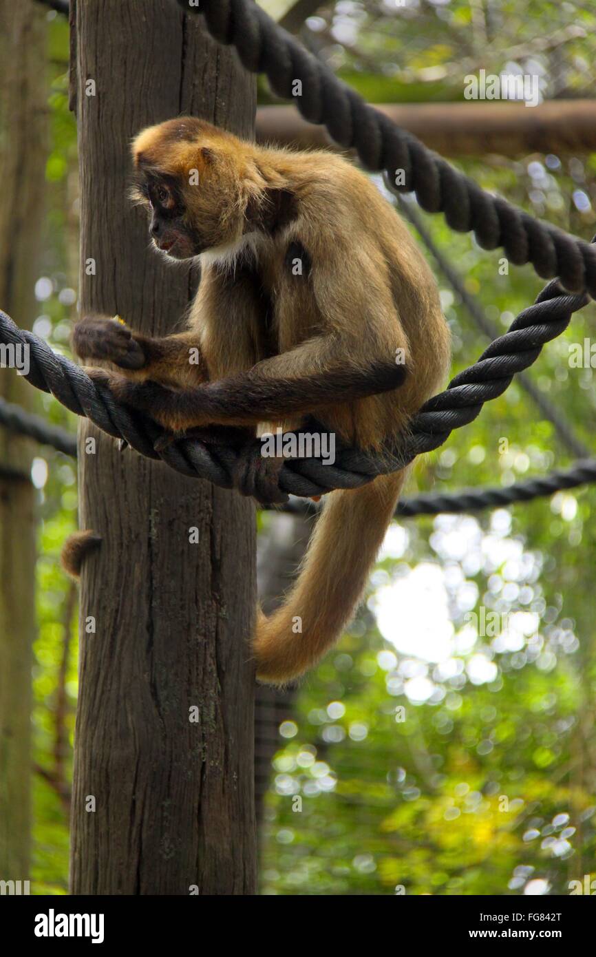 Hamilton zoo new zealand hi-res stock photography and images - Alamy