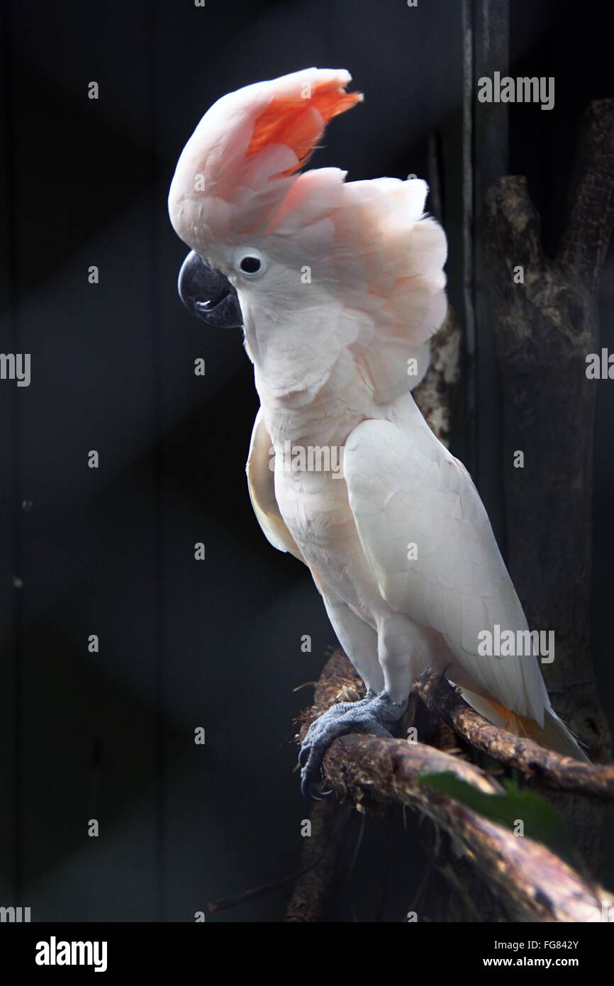 Hamilton zoo new zealand hi-res stock photography and images - Alamy