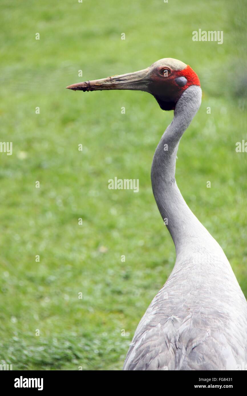 Hamilton zoo new zealand hi-res stock photography and images - Alamy