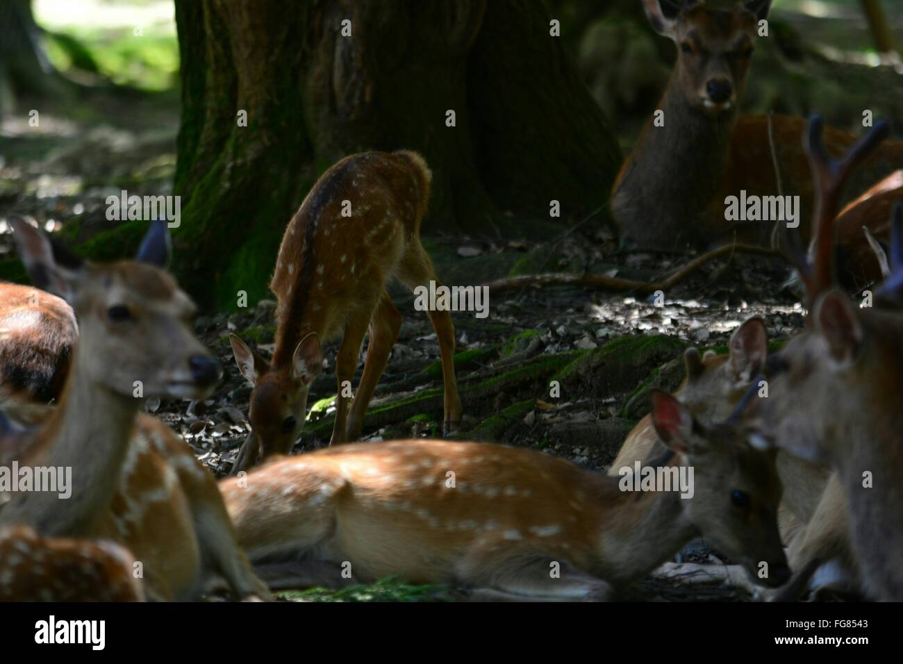 Deer Relaxing In Forest Stock Photo - Alamy