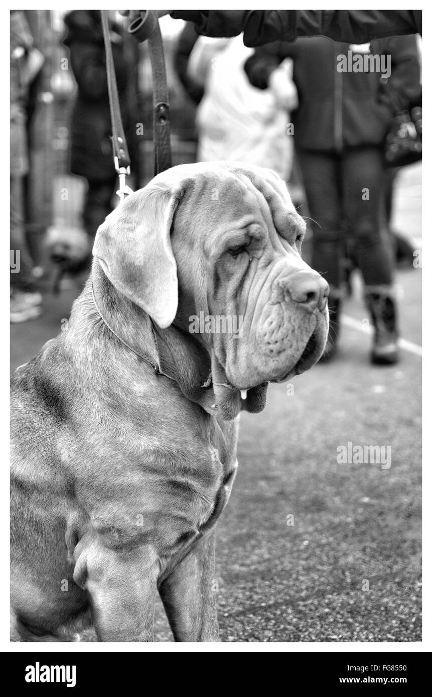What Colors Do Neapolitan Mastiffs Come In