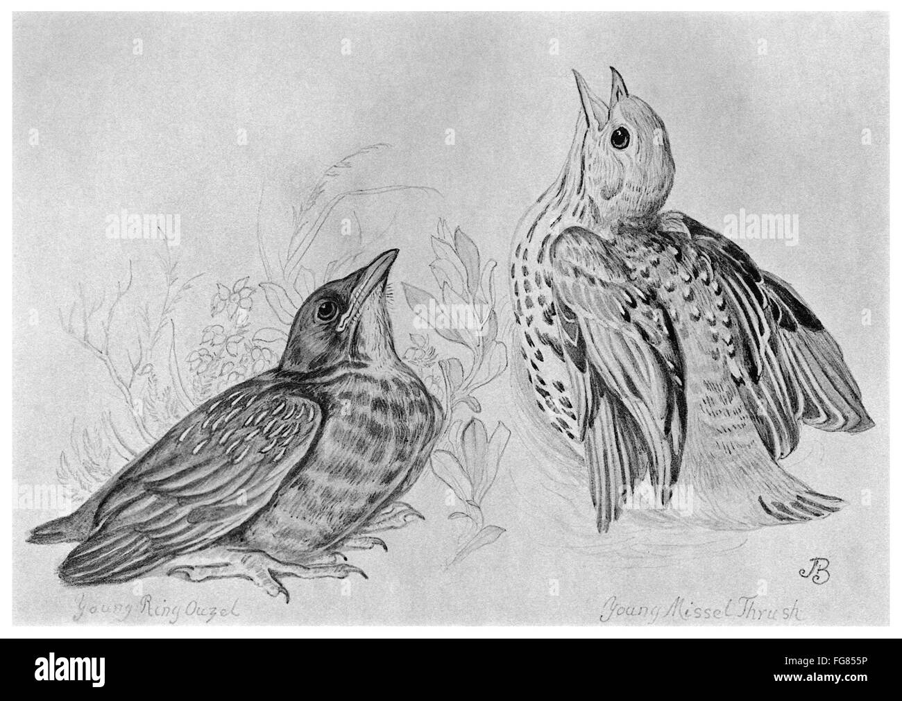 BLACKBURN: BIRDS, 1895. /n'Missel or Mistle Thrush.' Illustration by ...