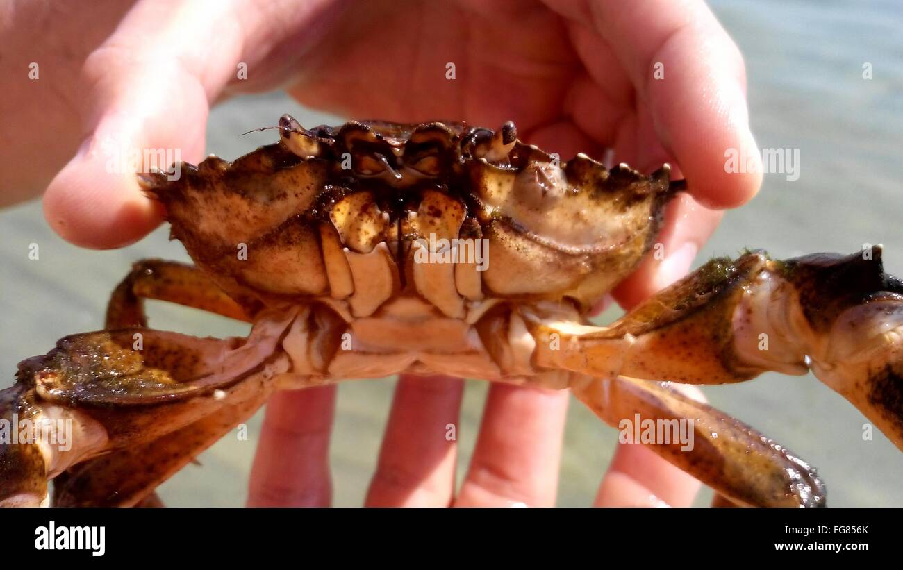 Hands Holding Crab High Resolution Stock Photography and Images - Alamy
