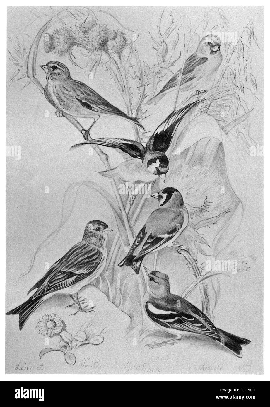 BLACKBURN: BIRDS, 1895. /n'Goldfinch, Chaffinch, Linnet, Lesser Redpoll ...