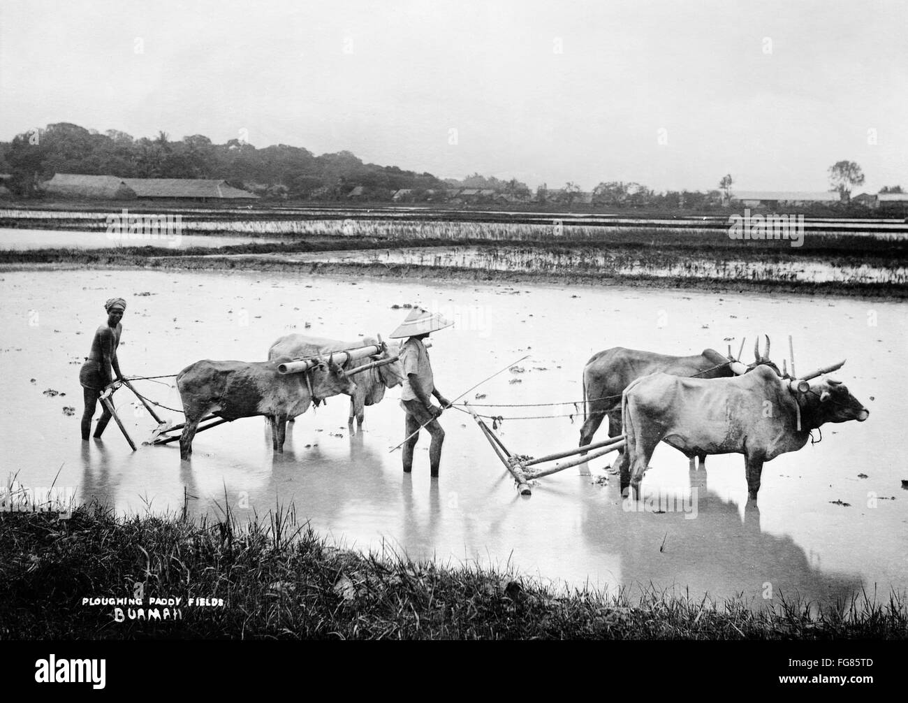 BURMA: FARMING, c1910. /nBurmese farmers working in a rice paddy ...
