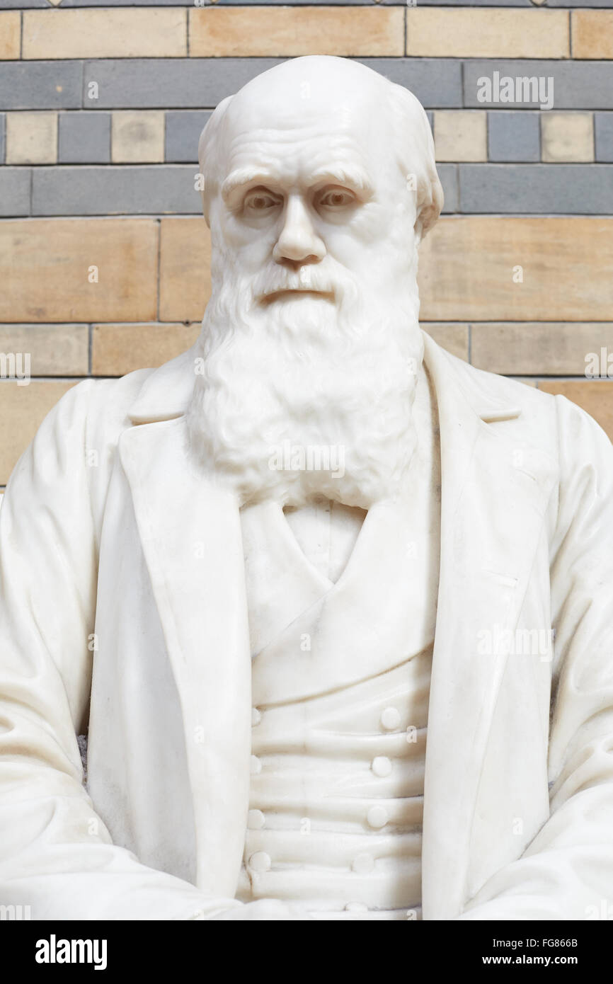 Charles Darwin white marble statue bust in Natural History Museum in ...