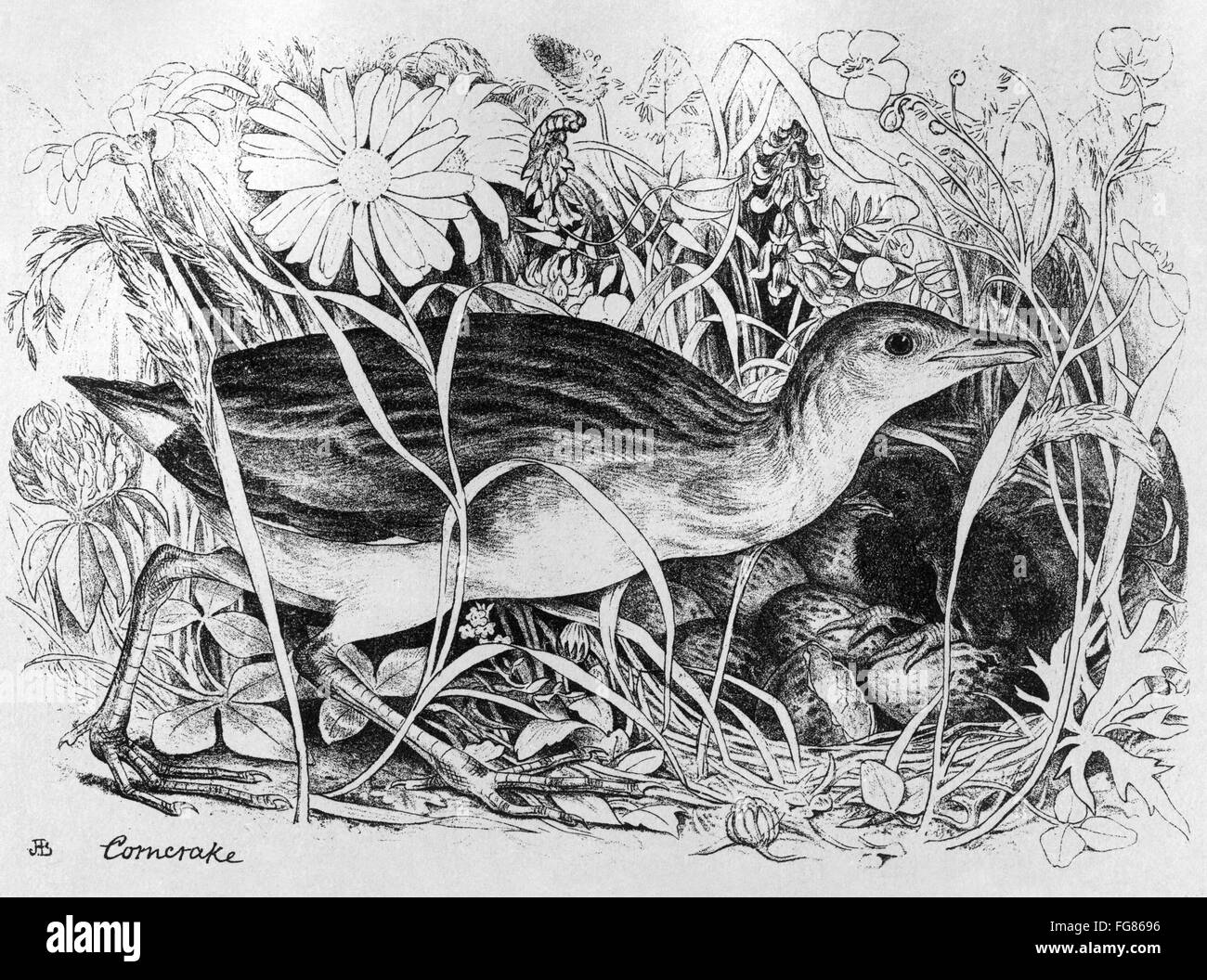 BLACKBURN: BIRDS, 1895. /n'Corncrake or Landrail.' Illustration by ...
