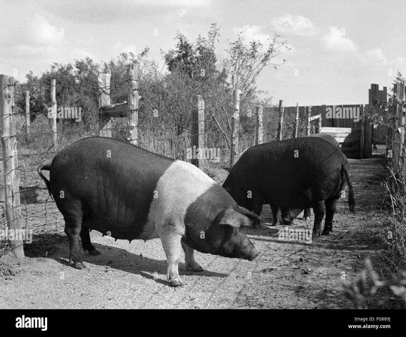 HOGS, 1941. /nHogs on a farm in Lexington, Nebraska. Photograph by ...