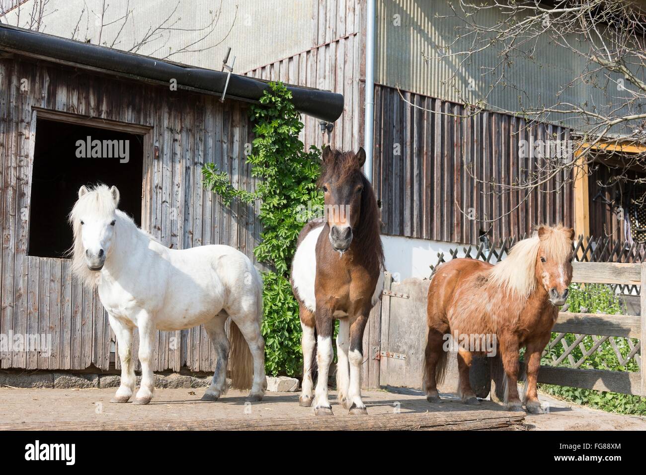 Shetland Pony. Gray, chestnut and piebald pony standing outside a ...