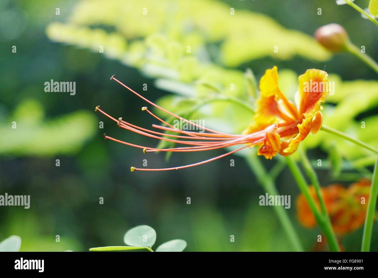 Gulmohar Flower High Resolution Stock Photography and Images - Alamy