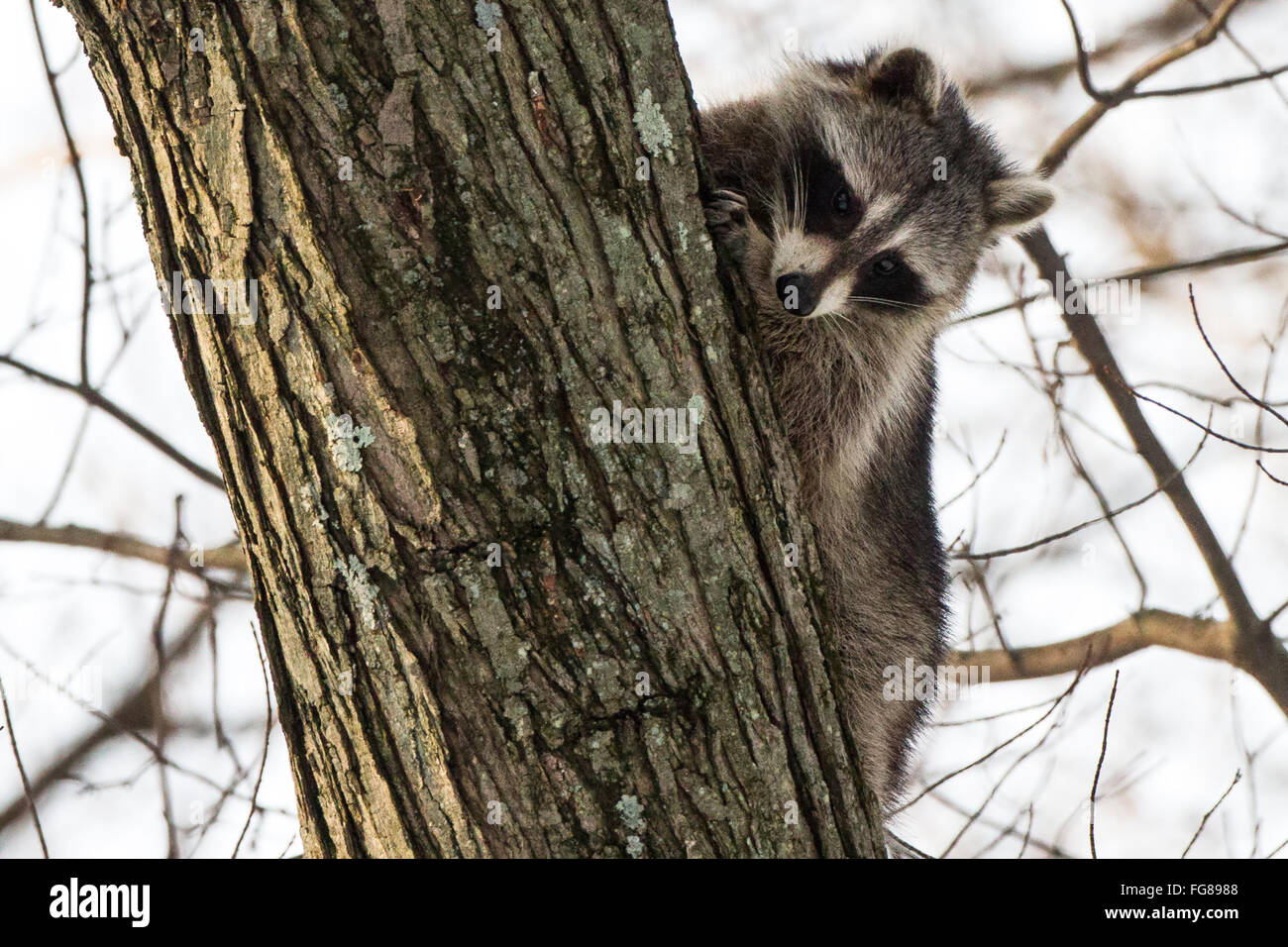 Raccoon climbing tree hi-res stock photography and images - Alamy