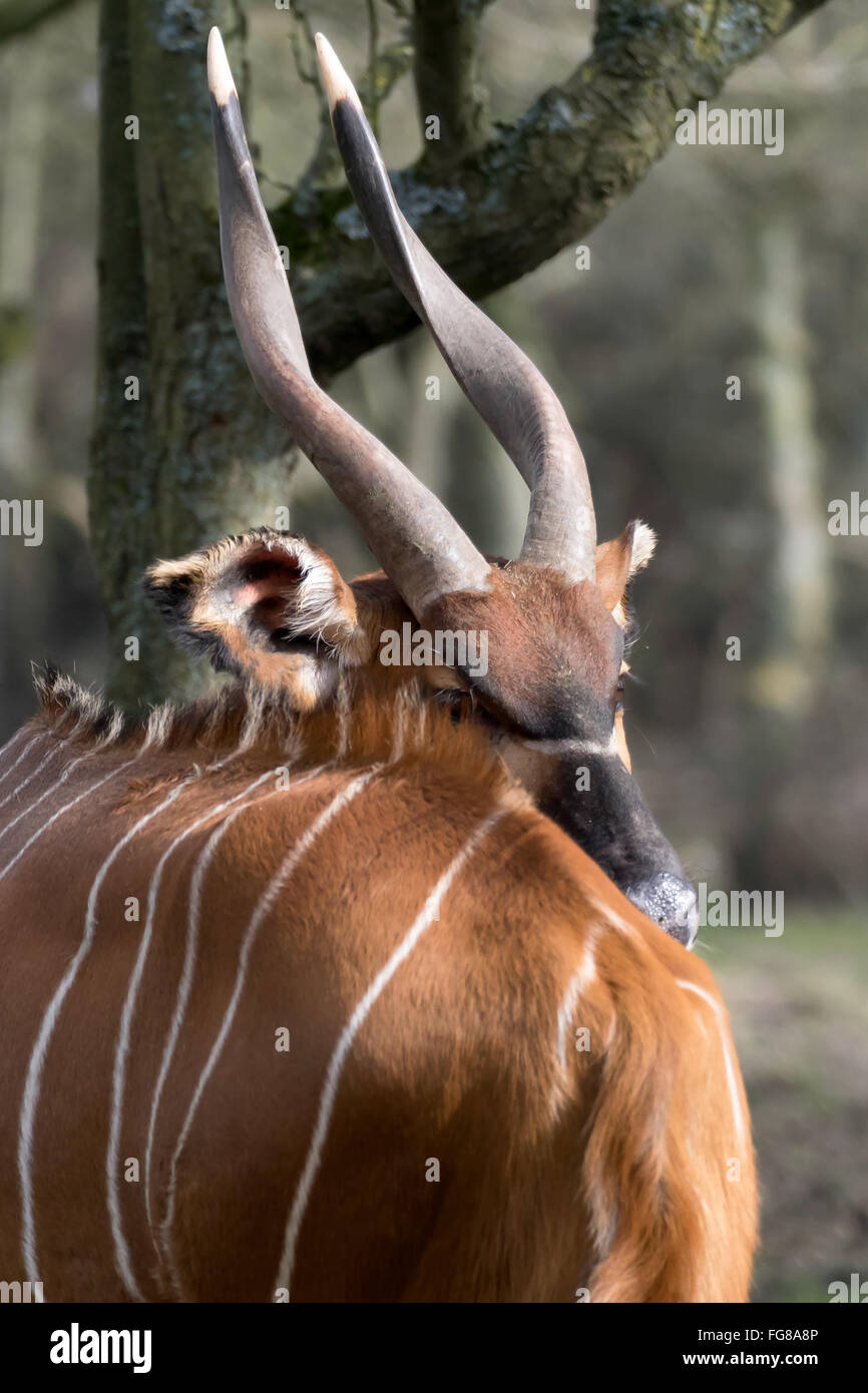 Eastern Bongo (Tragelaphus eurycerus isaaci Stock Photo - Alamy