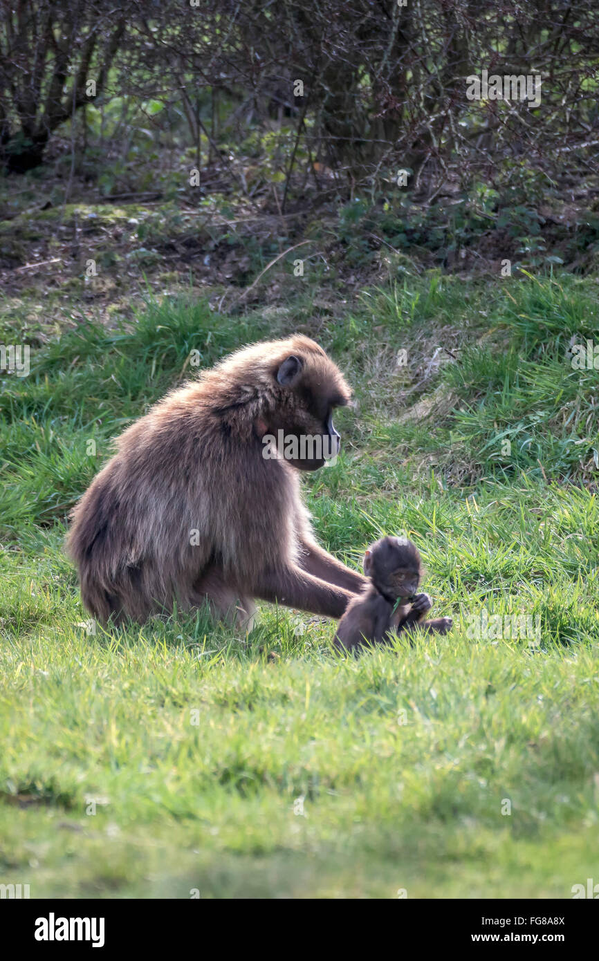 Gelada Baboon (Theropithecus gelada Stock Photo - Alamy
