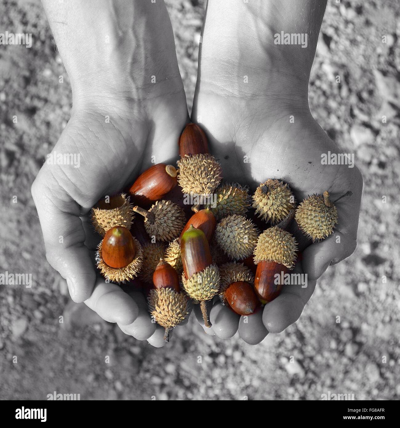 Hand with acorns hi-res stock photography and images - Alamy