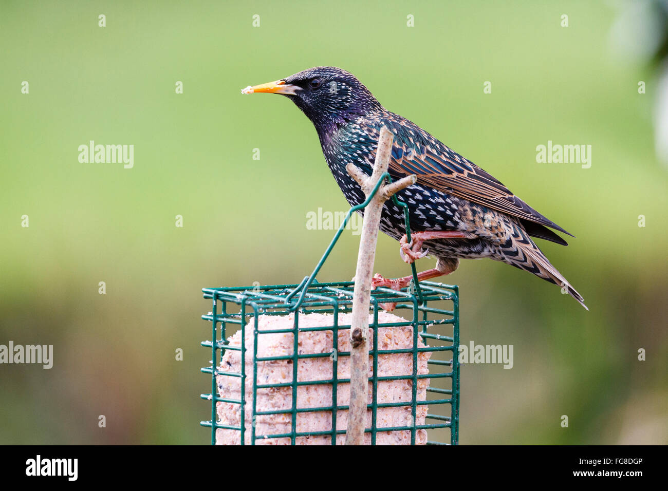 Suet block hi-res stock photography and images - Alamy